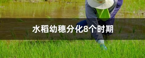 水稻有效穗怎么算 水稻有效穗一般是多少 水稻穗数怎么计算 大山谷图库