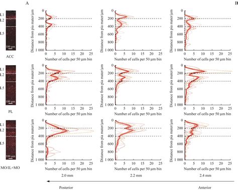 内侧前额叶皮层 基底外侧杏仁核投射神经元分层亚群的解剖学研究