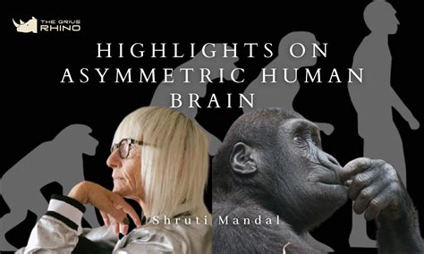 Highlights On Asymmetric Human Brain The Qrius Rhino