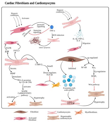 Evolving Roles Of Cardiac Fibroblasts In Cardiogenesis And Immunology Electrophysiology And Aging