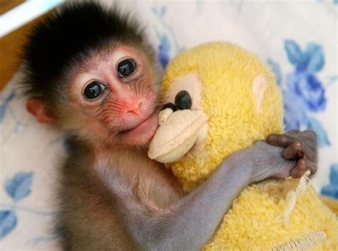 Cute Monkey Wallpapers Desktop Wallpapersafari