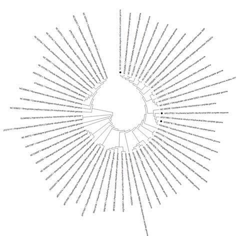 Evolutionary Analysis By Maximum Likelihood Method In Mega X The Download Scientific Diagram
