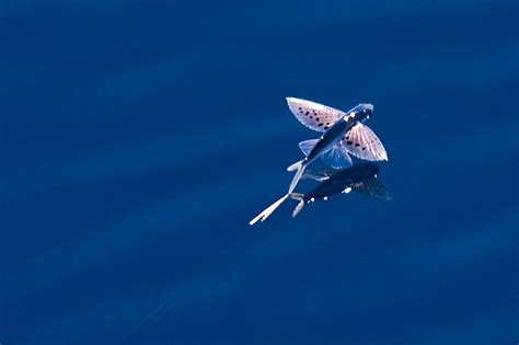 Stanford Engineers Create A Jumping And Gliding Robot Inspired By A