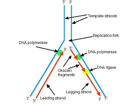 Biology Unit 6 Dna Rna Protein Synthesis Dna Replication Notes Ppt