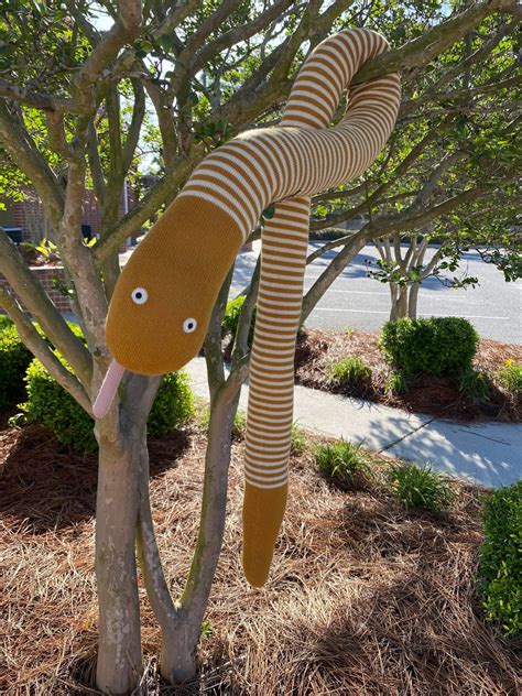 Albino Pied Reticulated Python By Bob Clark Rsnakes