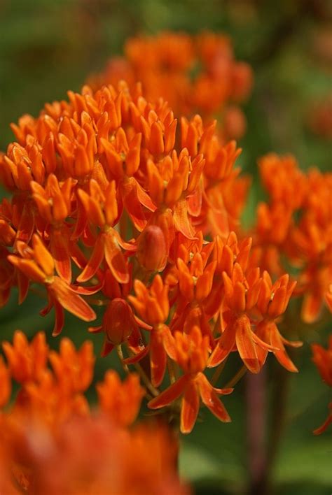 1000 Images About Flowers That Bloom In August On Pinterest Flower Purple Carnations And In