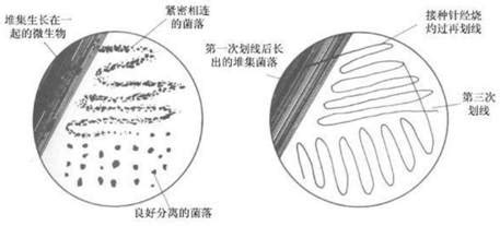 Microalgae Culture Medium And Culture Method Eureka Patsnap