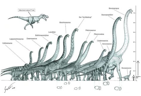 Brachiosaurus Evolutionary Timeline Brachiosaurus Size Comparison