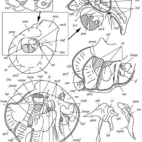 Details Of The Structure Of The Auditory Capsule Of Spermophilus Sp