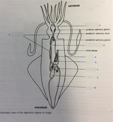 Squid Digestive System Diagram Quizlet