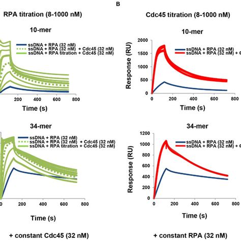 Physical Interaction Between Cdc45 And Rpa A Cdc45 Pulldown Assays Download Scientific