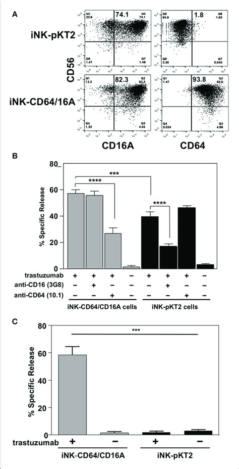 Ink Cd64 16a Cells Show Enhanced Adcc Compared To Ink Pkt2 Control