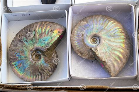 Close Up Of Two Colorful Nautilus Shell Fossils For Sale In Boxes Editorial Stock Image Image