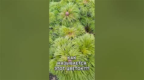 КАК НАЗЫВАЕТСЯ ЭТОТ ЦВЕТОК Youtube