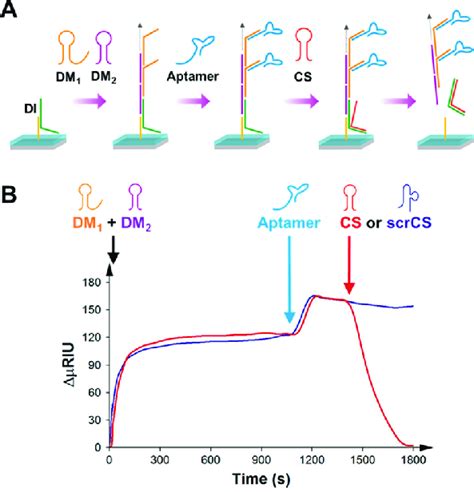 Formation And Cs Mediated Dissociation Of Polyvalent Aptamers A