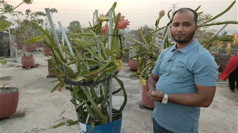 কারখানার ছাদে ড্রাগন চাষের সুফল Dragon Plant ড্রাগন চাষ Slgardening Sltv2021 Youtube