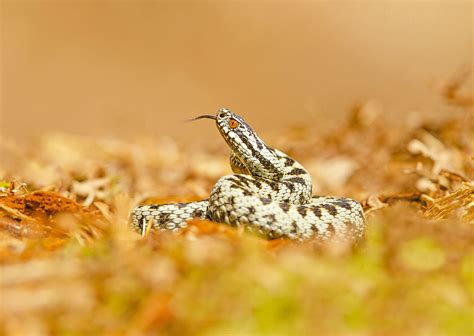 Male Adder Wildlife Photography Uk Com