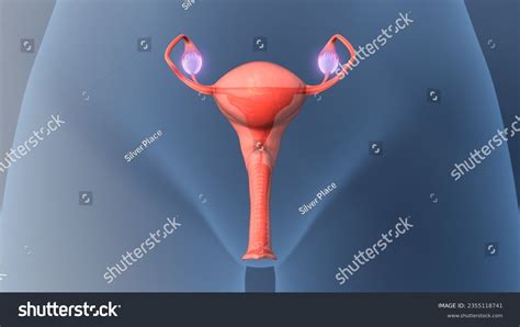 Female Reproductive System Components Functions 3d Stock Illustration