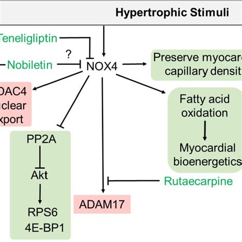 Schematic Indicating Oxidative Stress Pathways Regulated By Nox