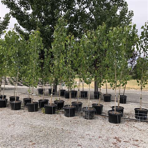 Siouxland Poplar Tree Southern Idaho Landscape Center
