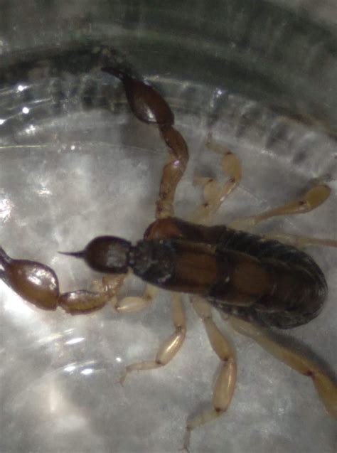 GENERAL PICO Preocupación en vecinos que encontraron un Escorpión dentro de su casa En Boca