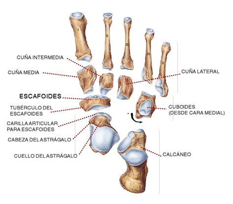 Huesos Del Pie Derecho