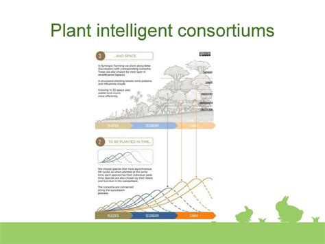 Syntropic Agroforestry