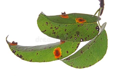 Pear Rust Stock Photo Image Of Leaves Infection Plant