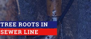 Sewer Line Tree Roots How To Get Tree Roots Out Of Sewer Line E Dennis