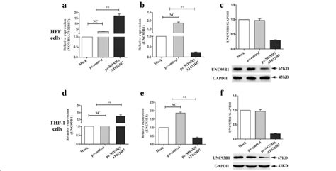 Downregulated Expression Of The Unc93b1 Gene By Over Expression Of Download Scientific Diagram