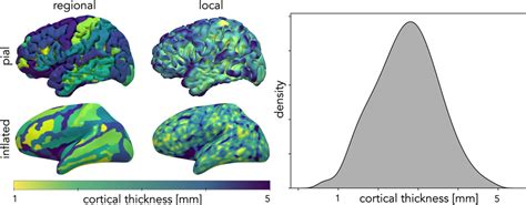 Cortical Thickness Left Regional Mean And Local Cortical Thickness