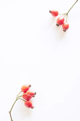 흰색 테이블 배경에 빨간 장미 엉덩이가있는 가을 구성 가을 할로윈과 추수 감사절 디자인 플랫 레이 상단 보기 0명에 대한 스톡