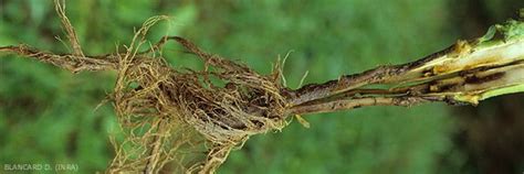 Tobacco Damping Off Basal Root Rots Oomycetes Pythium Spp And Phytophthora Spp