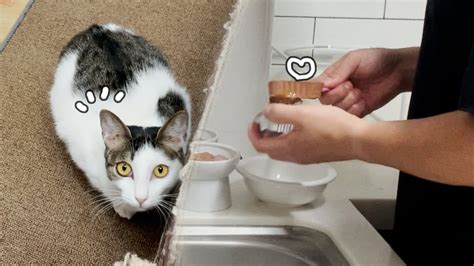 매일매일하는건 쉽지 않다 어쩌다 고양이 구조도 하게 된 고양이 밥주는 남자의 Vlog Youtube