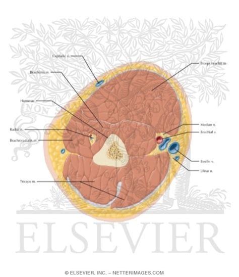 Cross Section Of The Arm Axial View