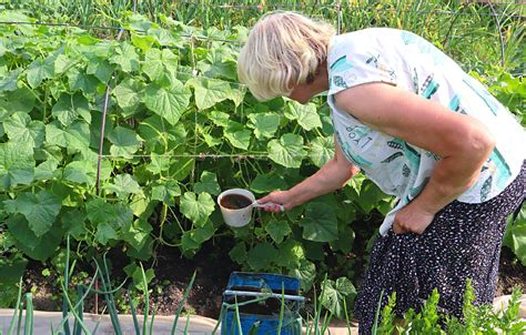 Очень хорошая подкормка для огурцов в июле августе Не успеваю собирать плоды после полива