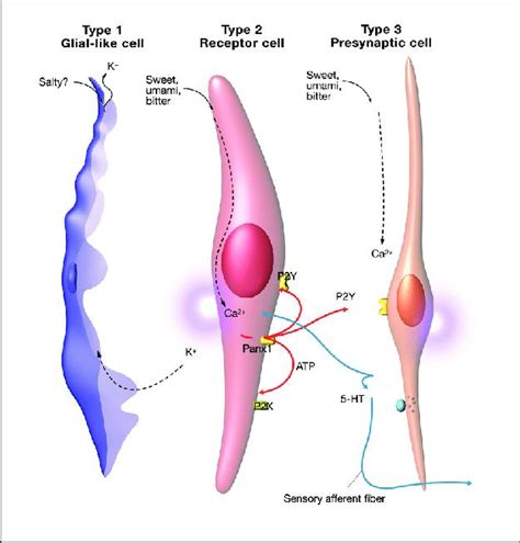 جوانه های چشایی؛ آیا سلول های چشایی نورون هستند آینده نگاران مغز