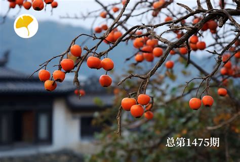 杏林明师健康养生张景明教授秋季养生节气养生霜降燥邪嗓子发痒口干口渴皮肤干鼻子干长口疮润肺津敛肺阴柿子清热润肺
