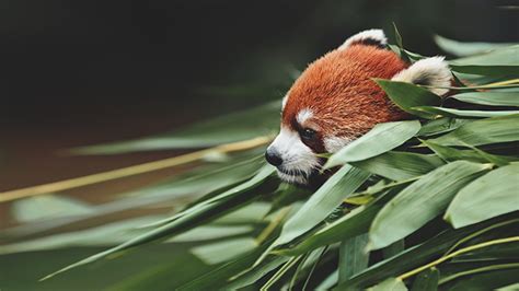 Firefox Private Browsing How To Go Incognito In Firefox