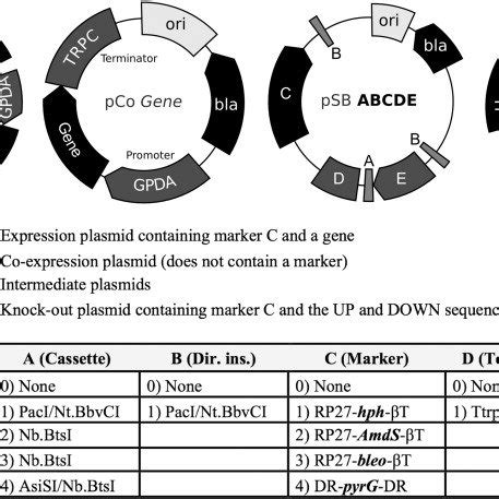 Types Of Plasmids Used At Our Section Type Plasmids Shown Furthest