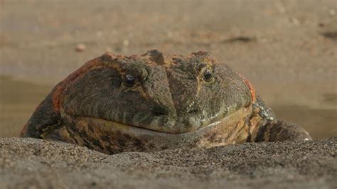 Pin De Michael En Beelzebufo