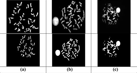 Segmentation Results For Adaptive Thresholding Download Scientific
