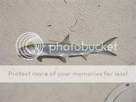 Epic Fish Porn Picture X Heavy