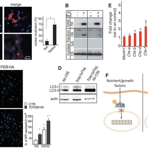 In Vivo Analysis Of Tfeb Mediated Induction Of Autophagy A And B