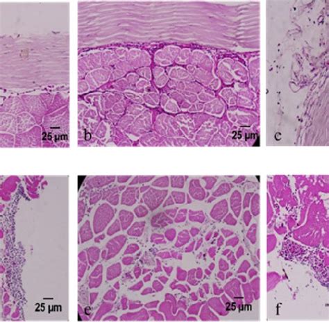 Histological Condition Of Chromatophore Cell Distribution In Giant Download Scientific Diagram