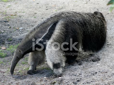 거 대 한 개미핥기 스톡 사진 Freeimages