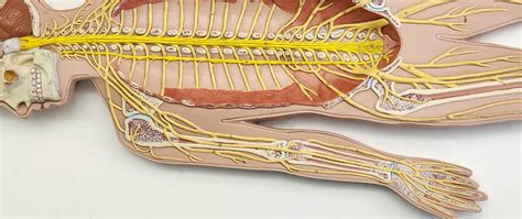 Nerve And Nerve Plexus Model 2 Upper Limb And Lower Limb Nerves Diagram Quizlet