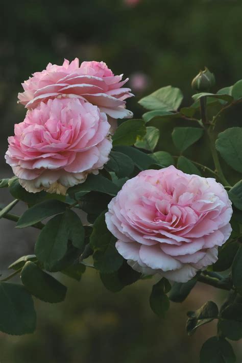 꽃 꽃꽂이 꽃무늬 꽃을 자르다 꽃이 피는 꽃잎 낭만적인 녹색 로맨스 매크로 모란 밝은 봄 분홍 장미 분홍색 사랑 색깔 섬세한 소프트 핑크