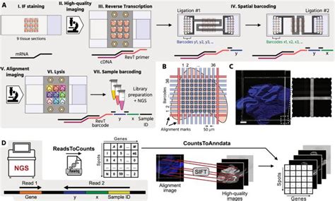 Rong Fan On Linkedin Spatial Transcriptomics Using Multiplexed