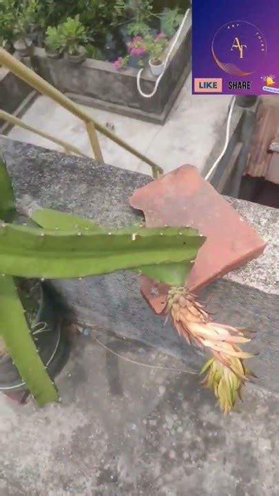 ছাদ বাগানে এই প্রথম আমার ড্রাগণ ফ্রুট গাছের ফল ধরেছে Love Flowers Garden Gardening Nature